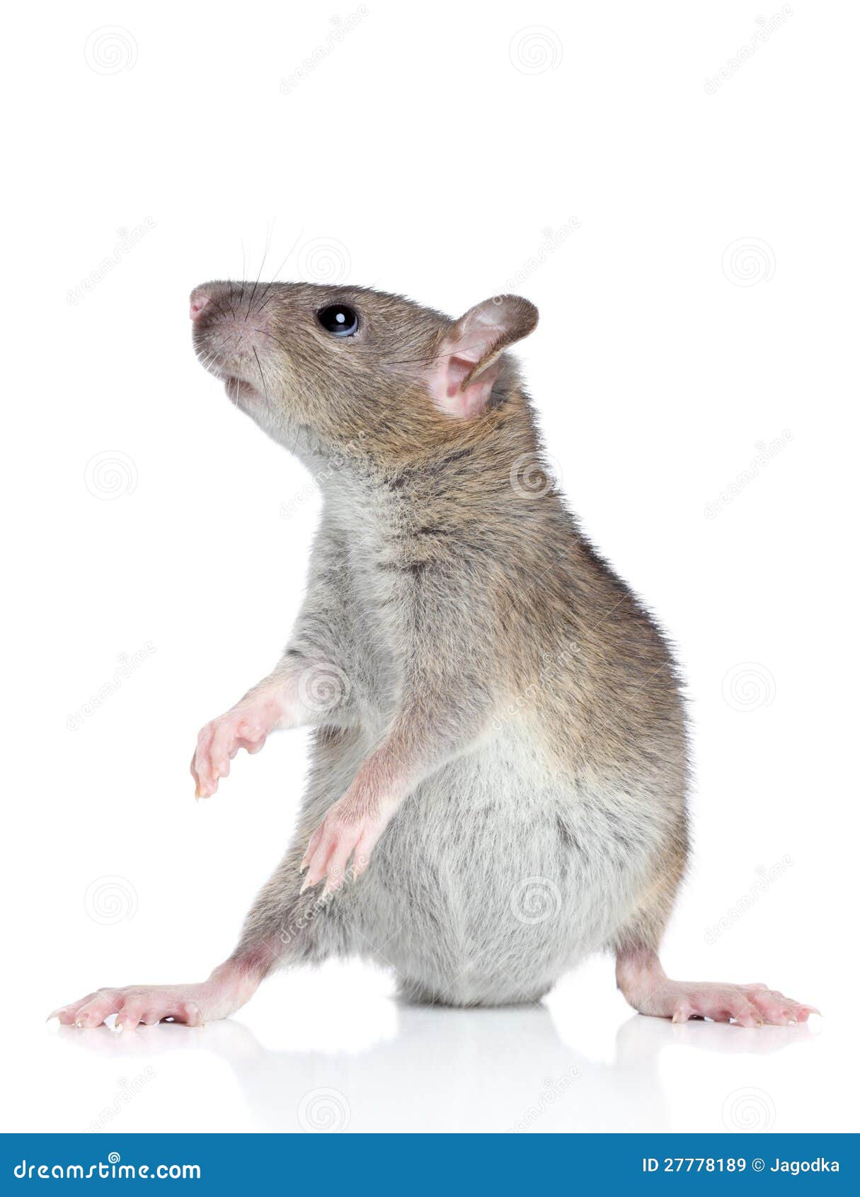 Rat Posing on a White Background Stock Image - Image of younganimal ...