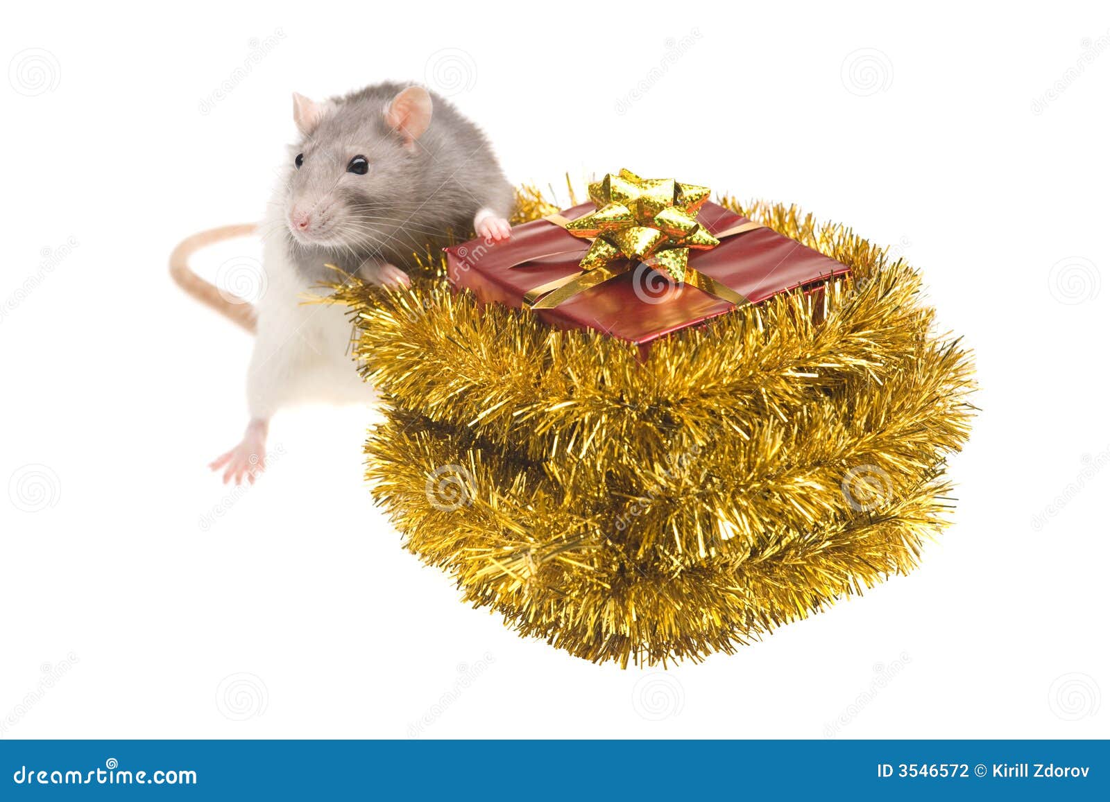 Rat and Present with Gold Bow Stock Photo - Image of pest, small: 3546572