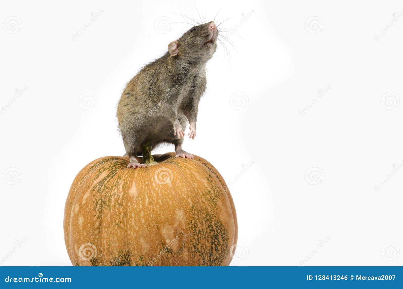 Rat and a pumpkin. stock photo. Image of cute, vegetable - 128413246