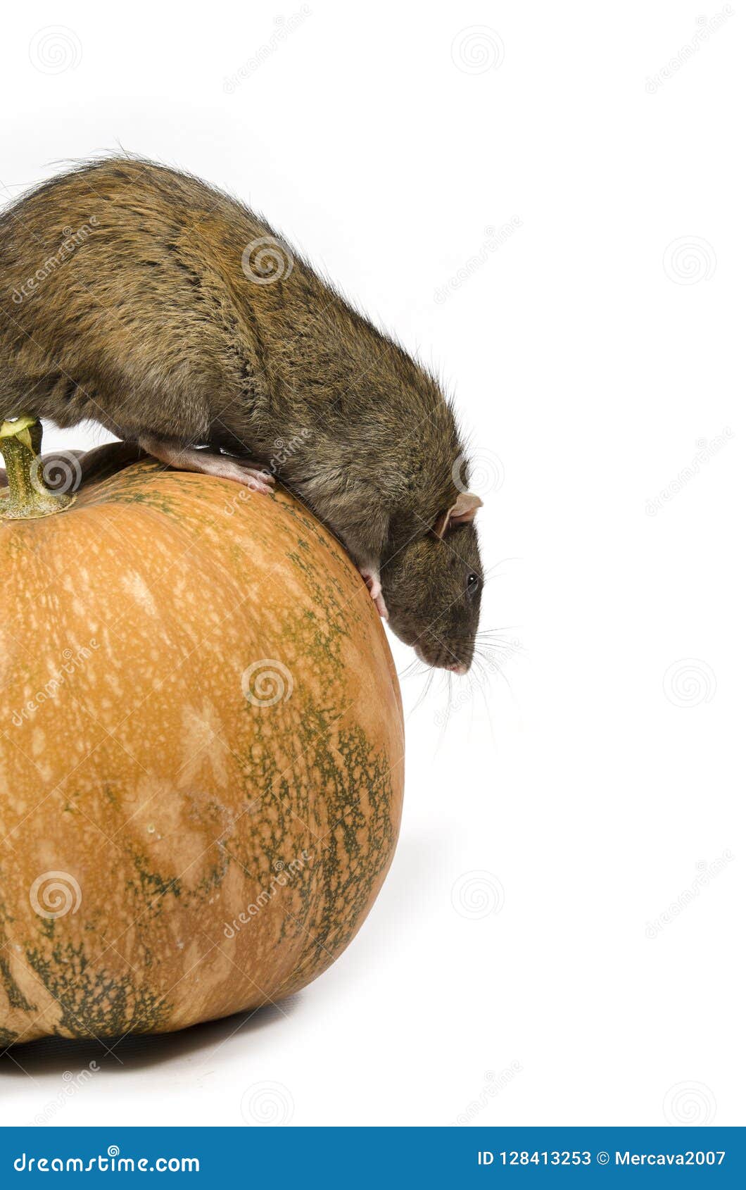 Rat and a pumpkin. stock image. Image of close, cute - 128413253