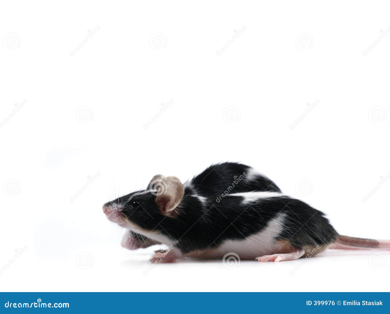 Rat race stock photo. Image of compete, mice, mouse, contest - 399976