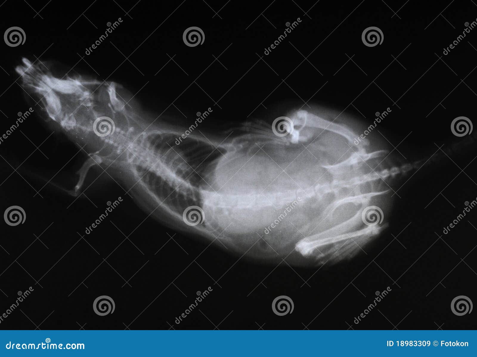 Rat x-ray photo stock image. Image of rodent, rodentia - 18983309