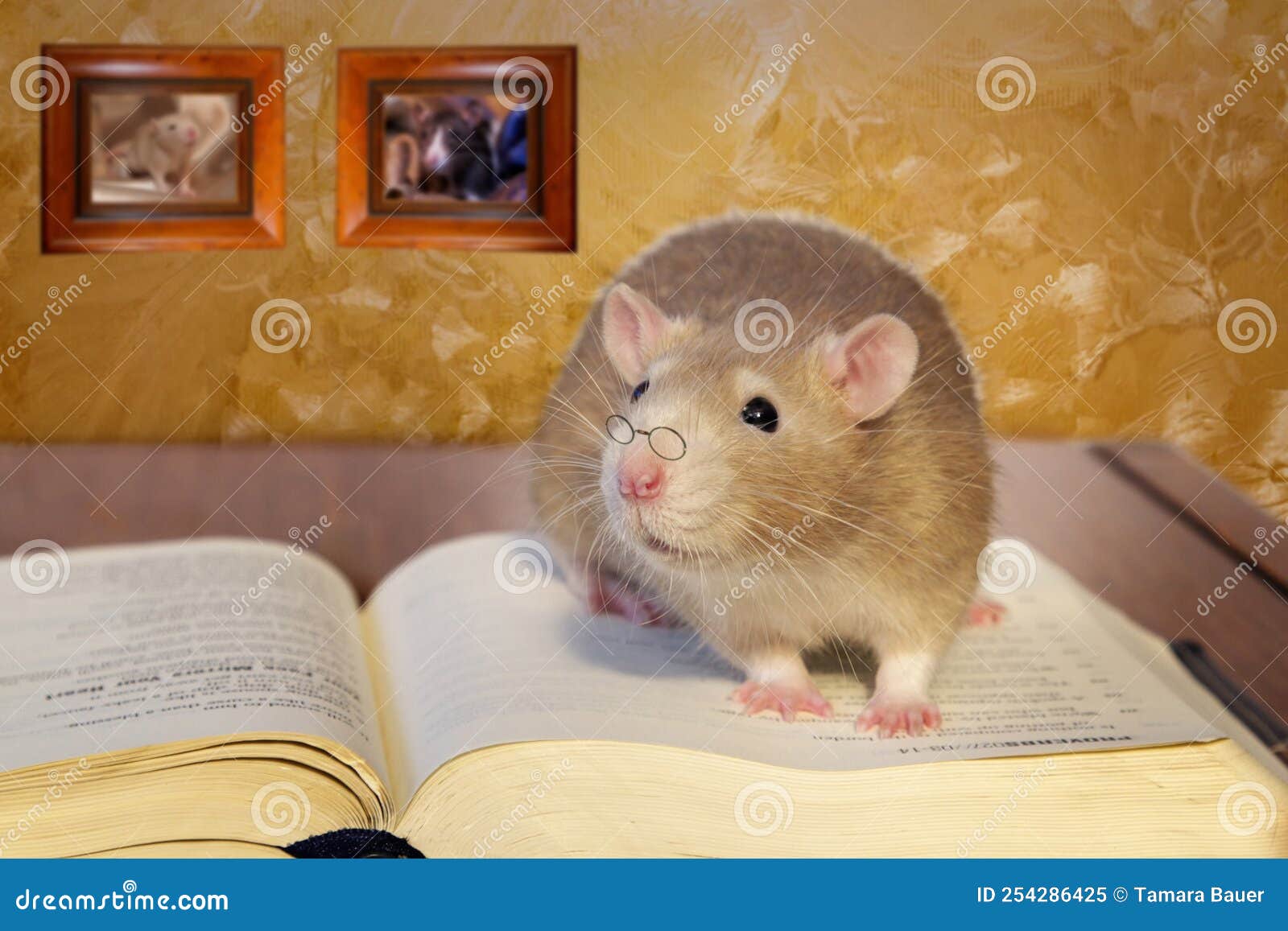 Rat reading book stock image. Image of unique, card - 254286425