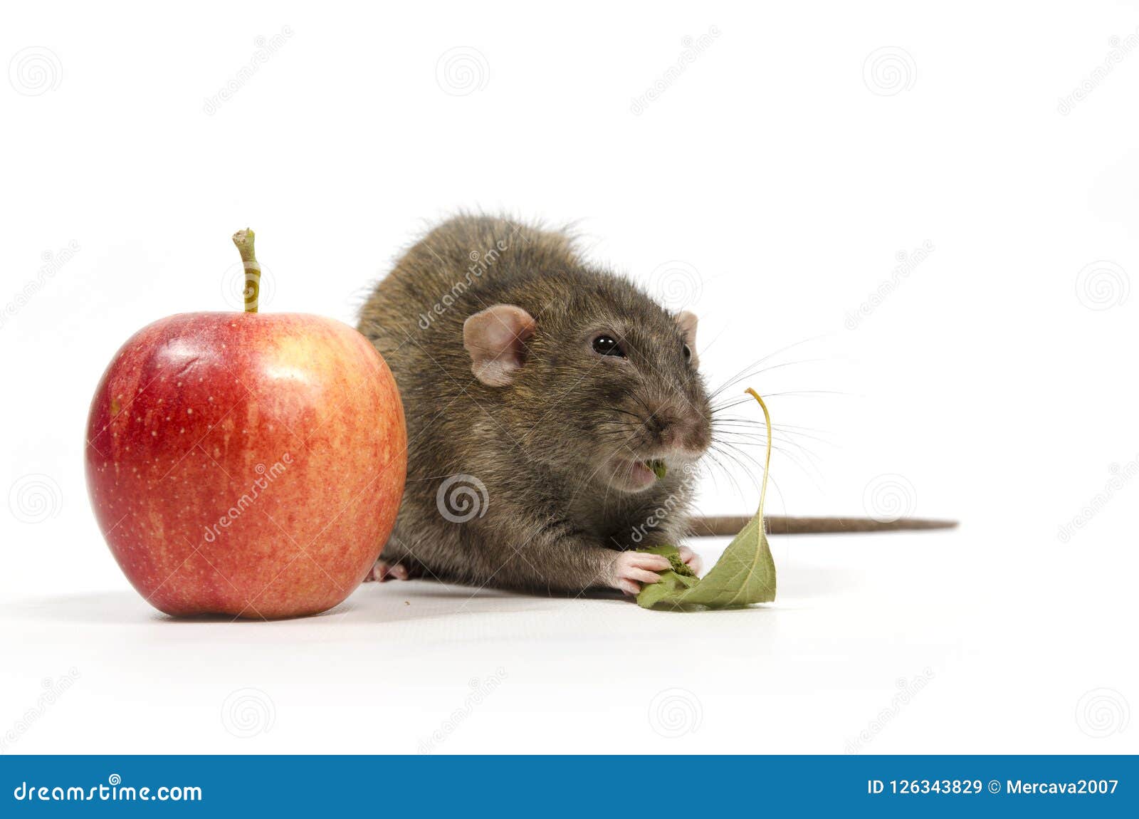 Rat and a red apple. stock image. Image of white, closeup - 126343829