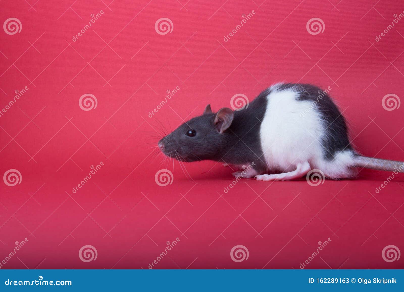 Rat on a red background stock image. Image of card, eastern - 162289163