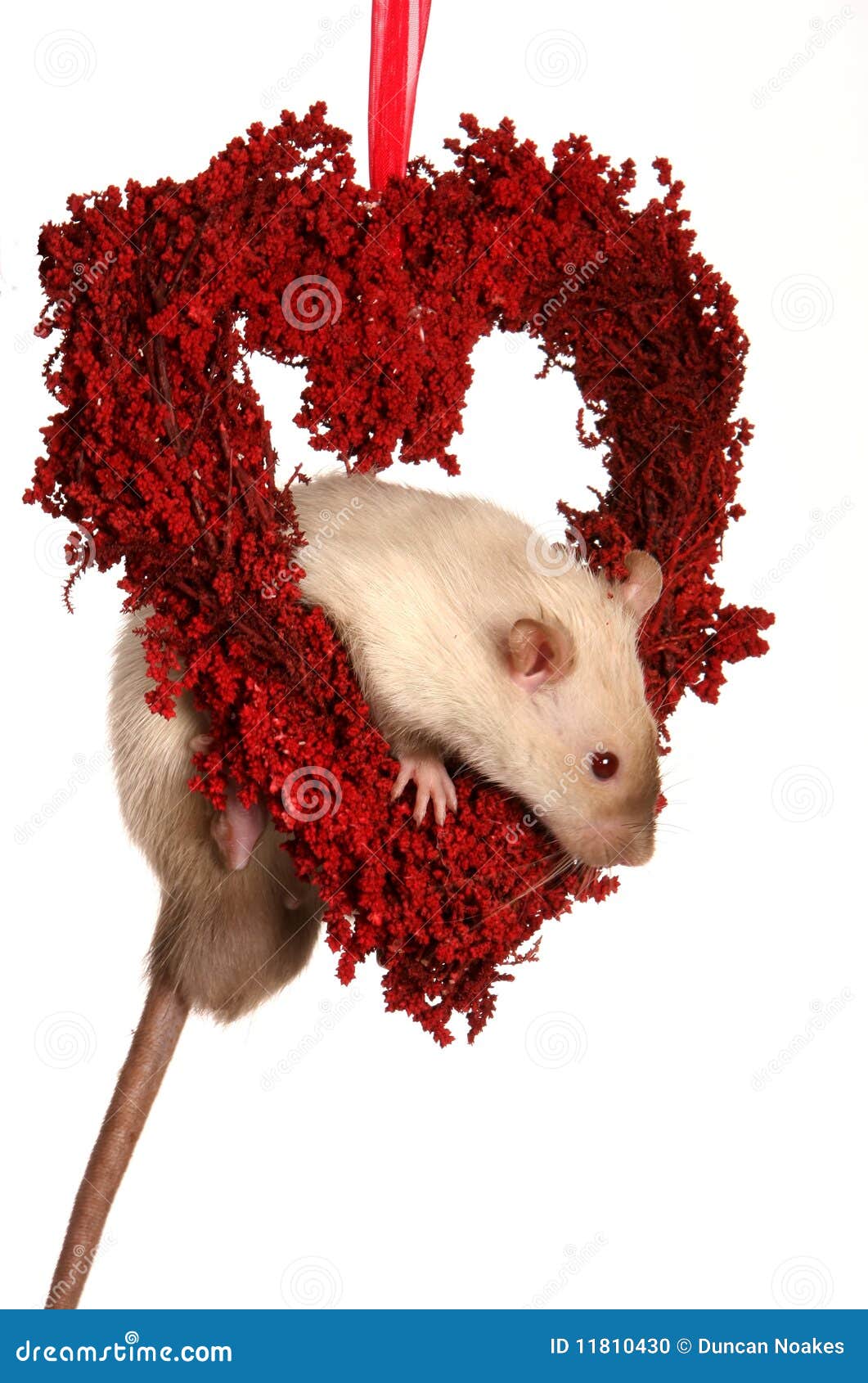 Rat in Red Heart stock photo. Image of isolated, humorous - 11810430
