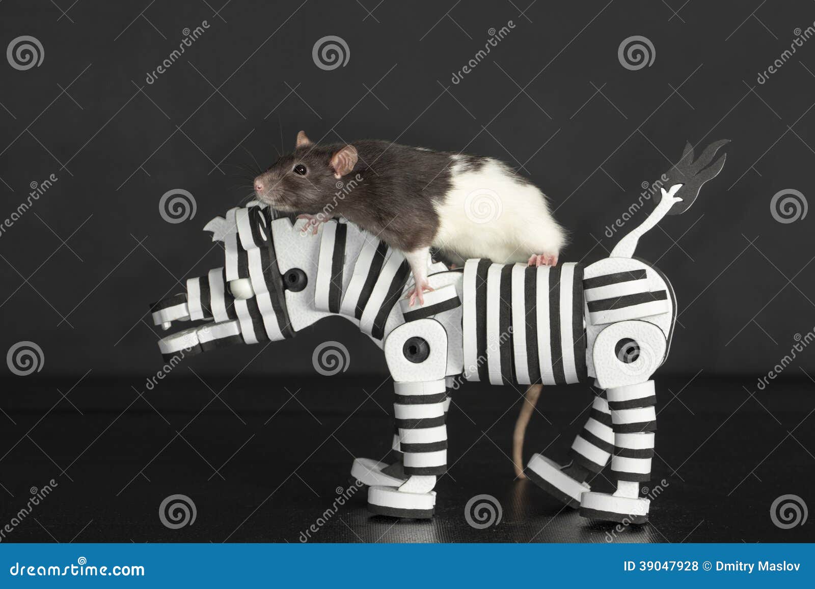 Rat riding on toy zebra stock photo. Image of color, wicker - 39047928