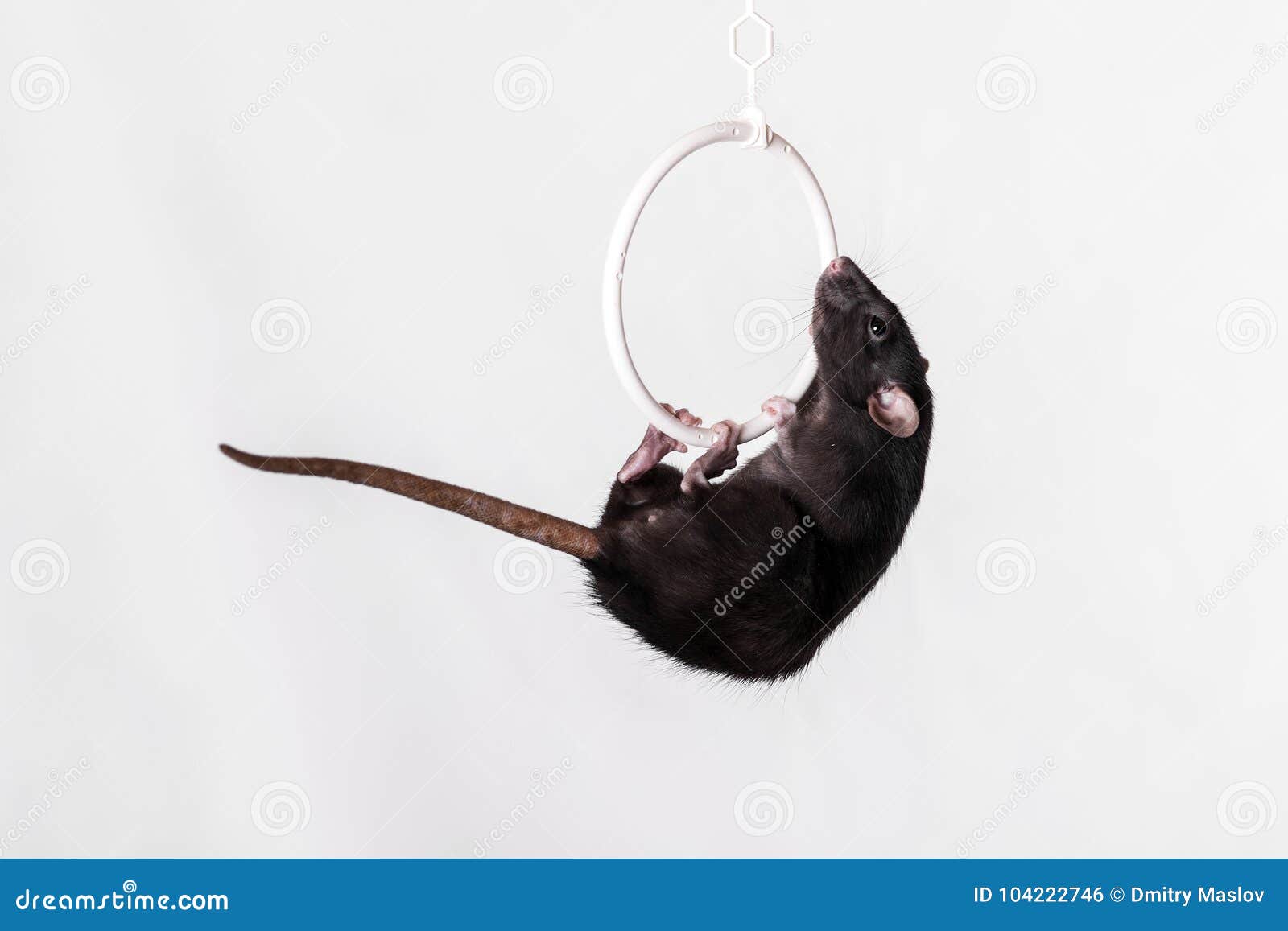 Rat on ring stock photo. Image of pets, white, domestic - 104222746