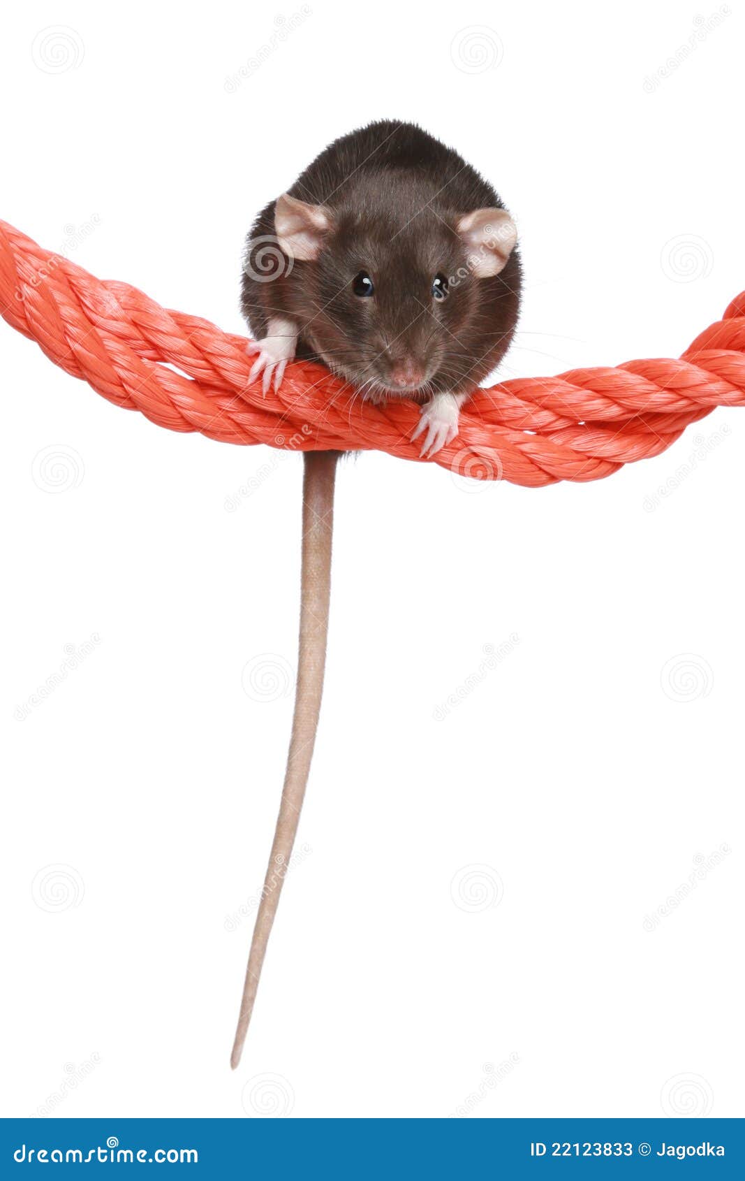 Rat on a rope stock image. Image of small, creature, nature - 22123833
