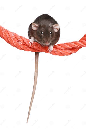 Rat on a rope stock image. Image of small, creature, nature - 22123833