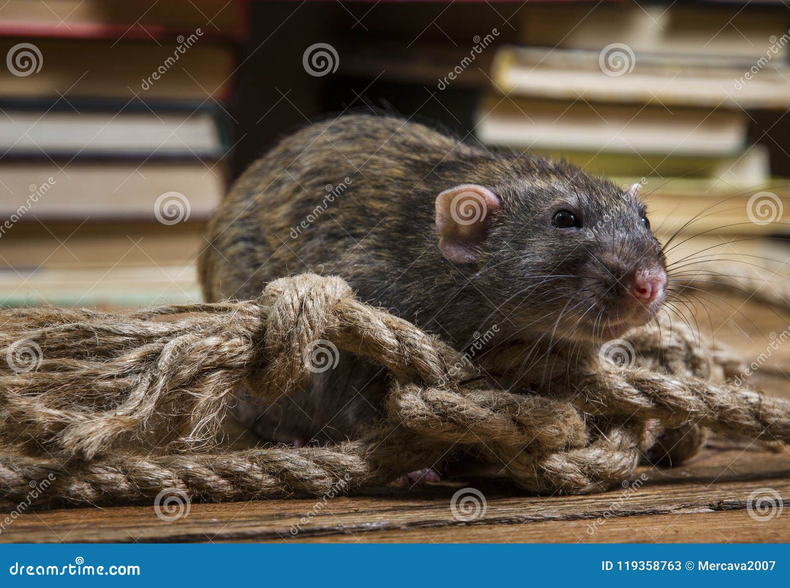 Rat and rope. stock image. Image of animal, rats, mammal - 119358763