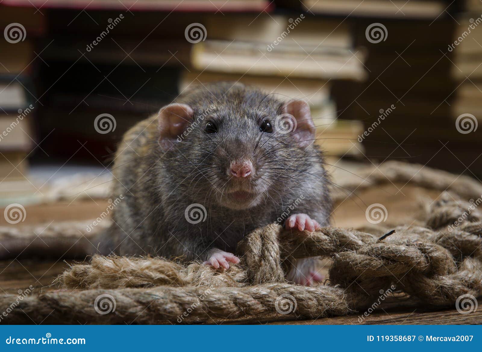 Rat and rope. stock image. Image of hygiene, wooden - 119358687