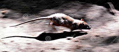 Rat on the run stock image. Image of rodent, daytime - 60231293