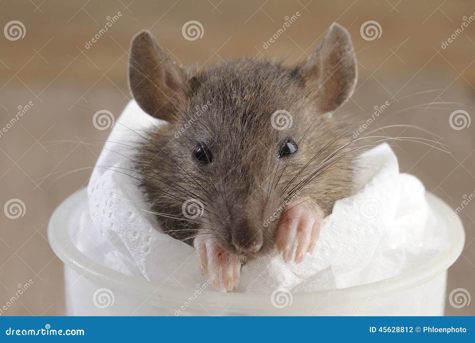 Rat sale photo stock. Image du brun, mammifère, modifié - 45628812