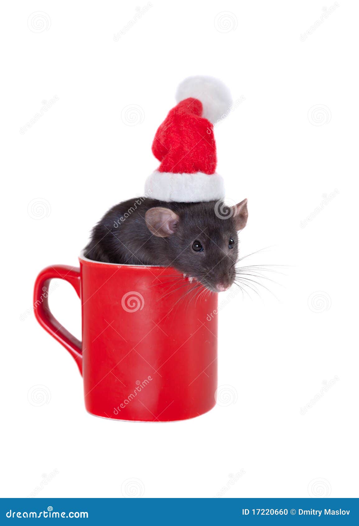 Rat Santa Claus stock photo. Image of fluffy, mammal - 17220660