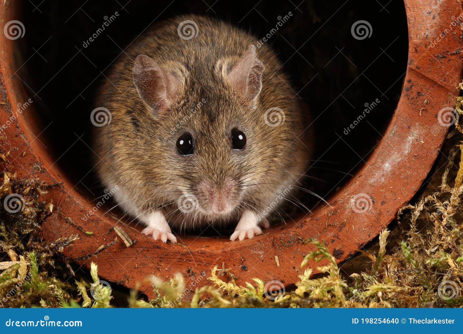 A Rat Sat Inside a Drainpipe Stock Photo - Image of little, animal ...