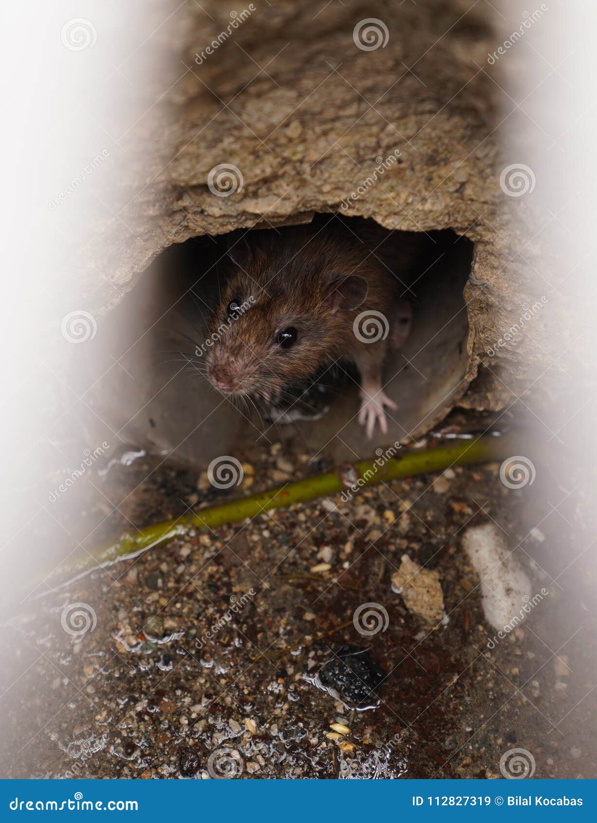 Rat on a Sewer Could Bee Seen from Drain Grate Stock Image - Image of ...