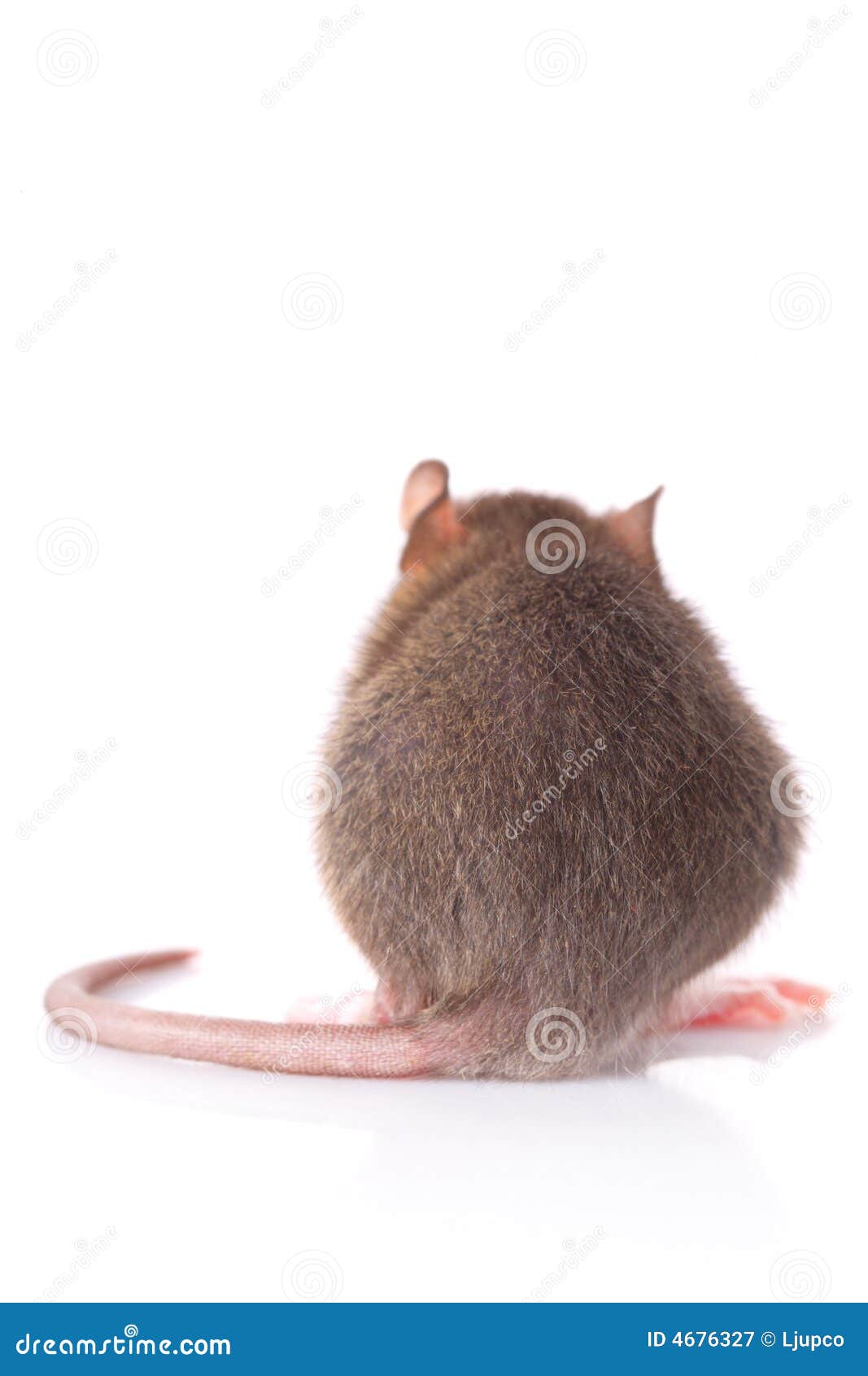 Rat shot from behind stock image. Image of domestic, small - 4676327