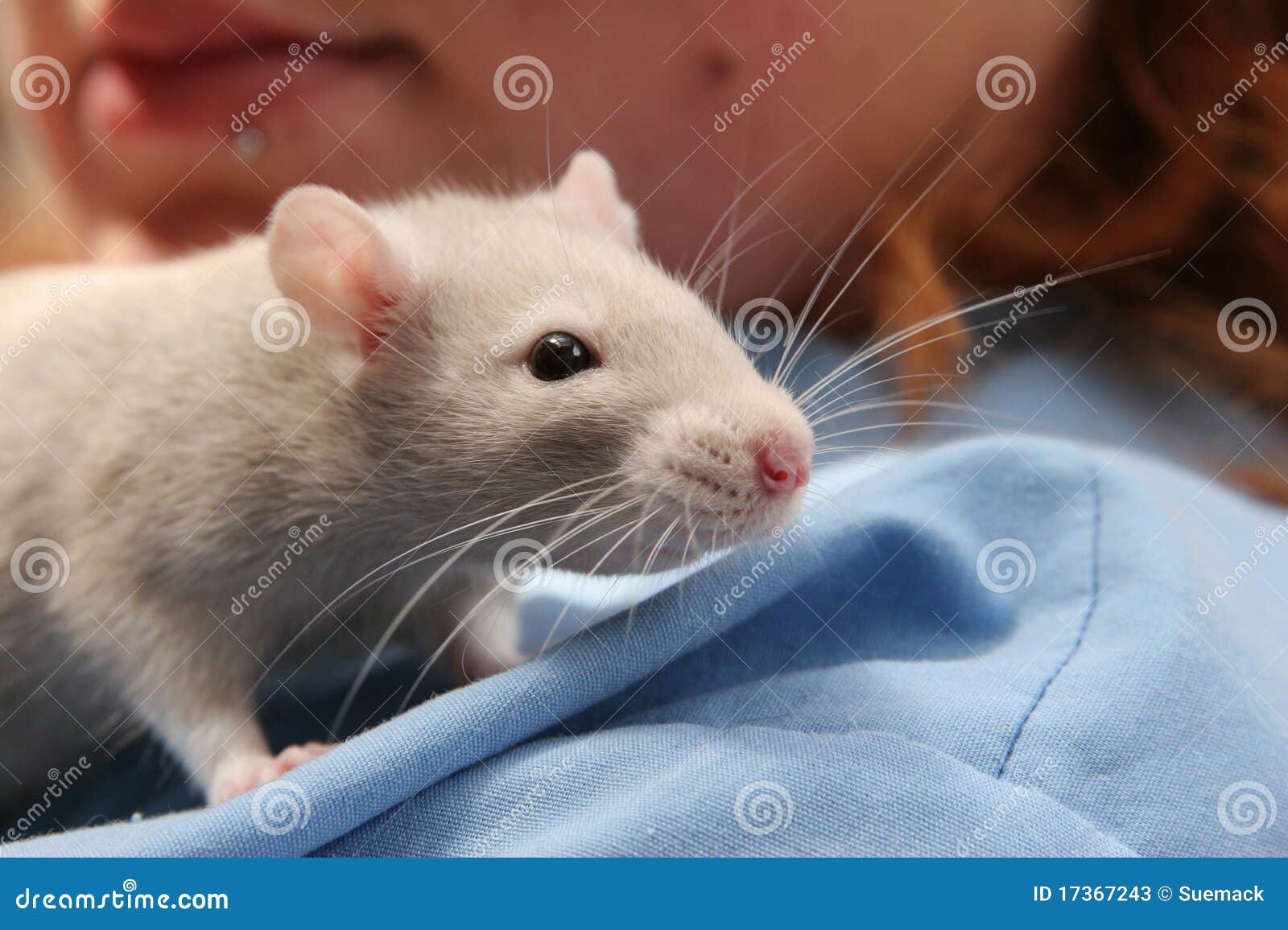 Rat on the shoulder stock image. Image of eyes, fawn - 17367243
