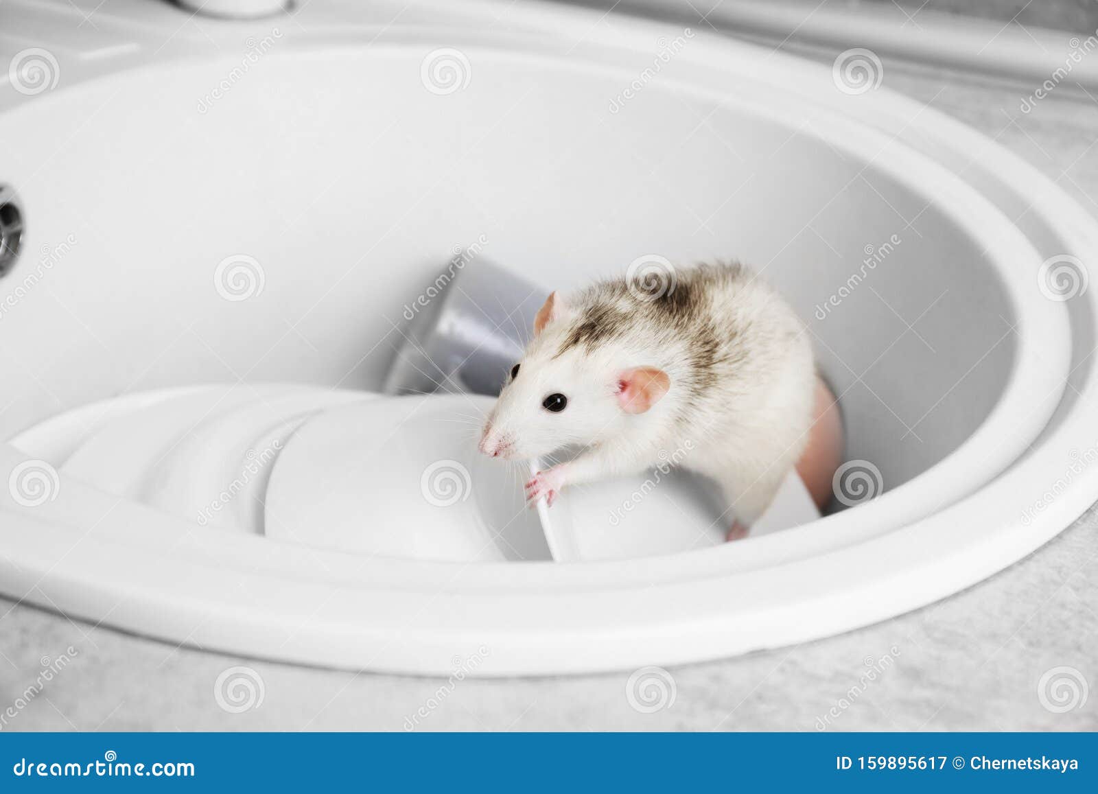 Rat in Sink with Dishes. Household Pest Stock Image - Image of mouse ...