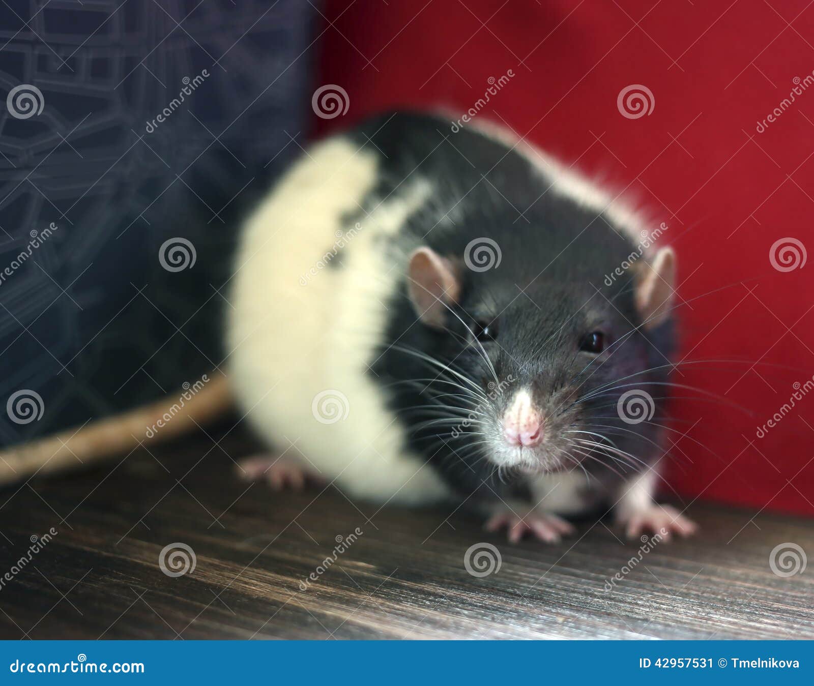 Rat stock image. Image of white, nose, black, floor, tail - 42957531