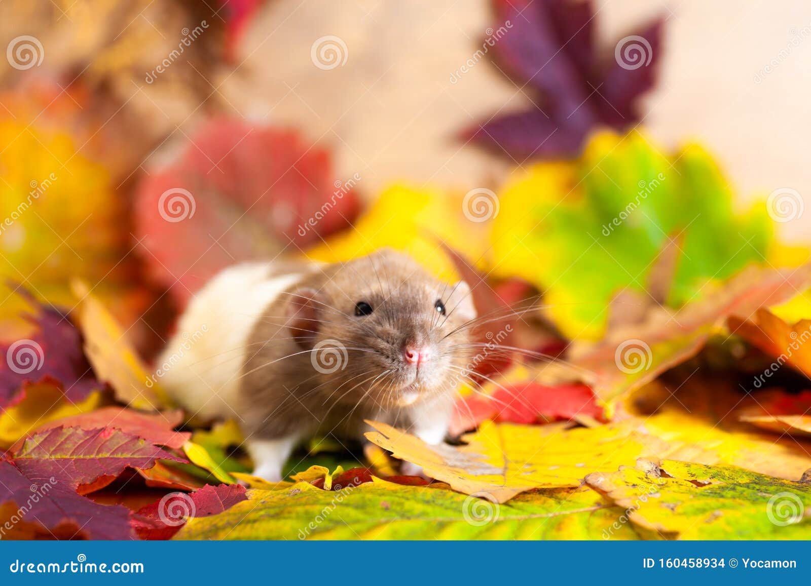 Rat Sitting on Autumn Leaves Stock Photo - Image of domestic, colorful ...