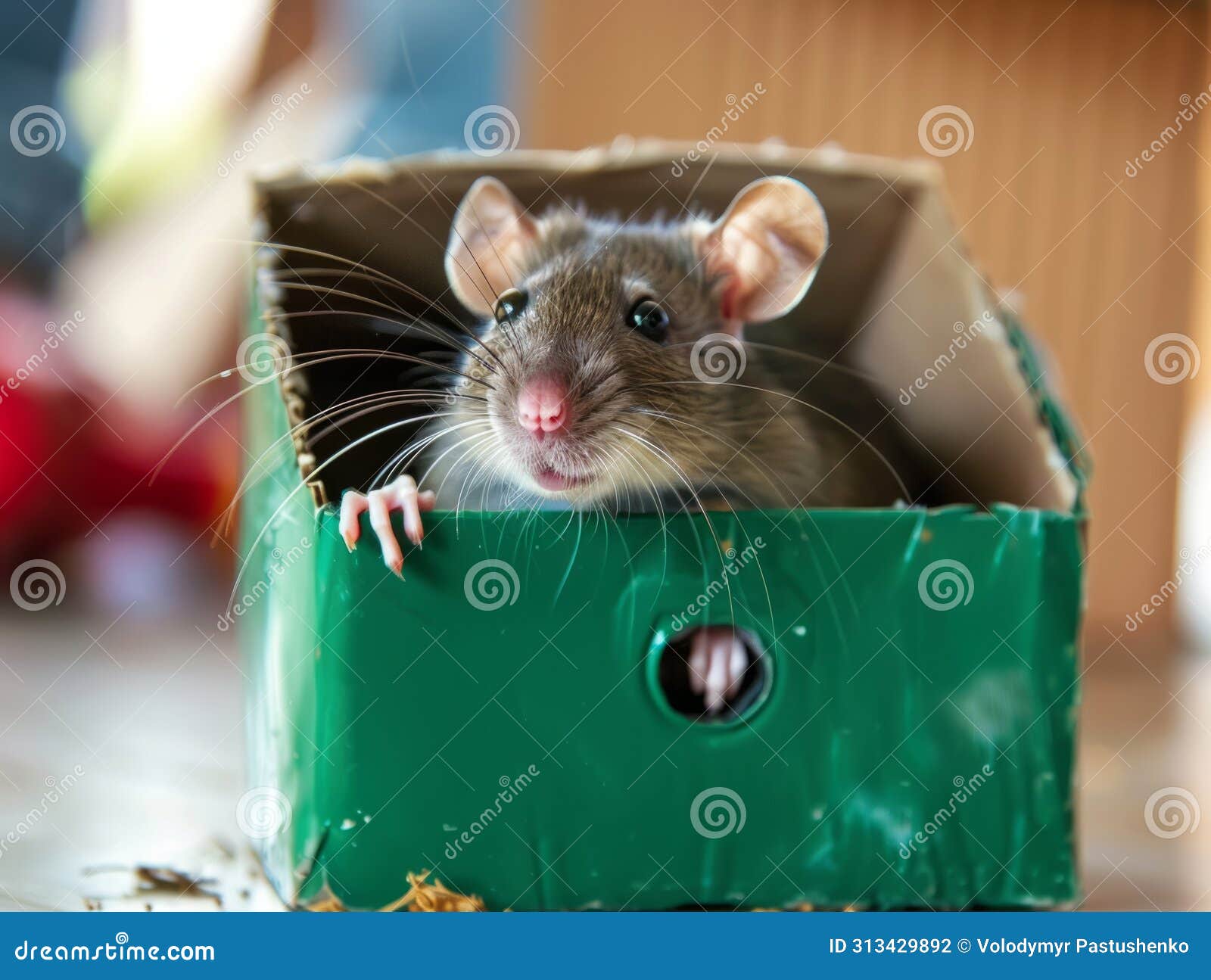 A Rat is Sitting in a Green Box Stock Photo - Image of muridae, footed ...