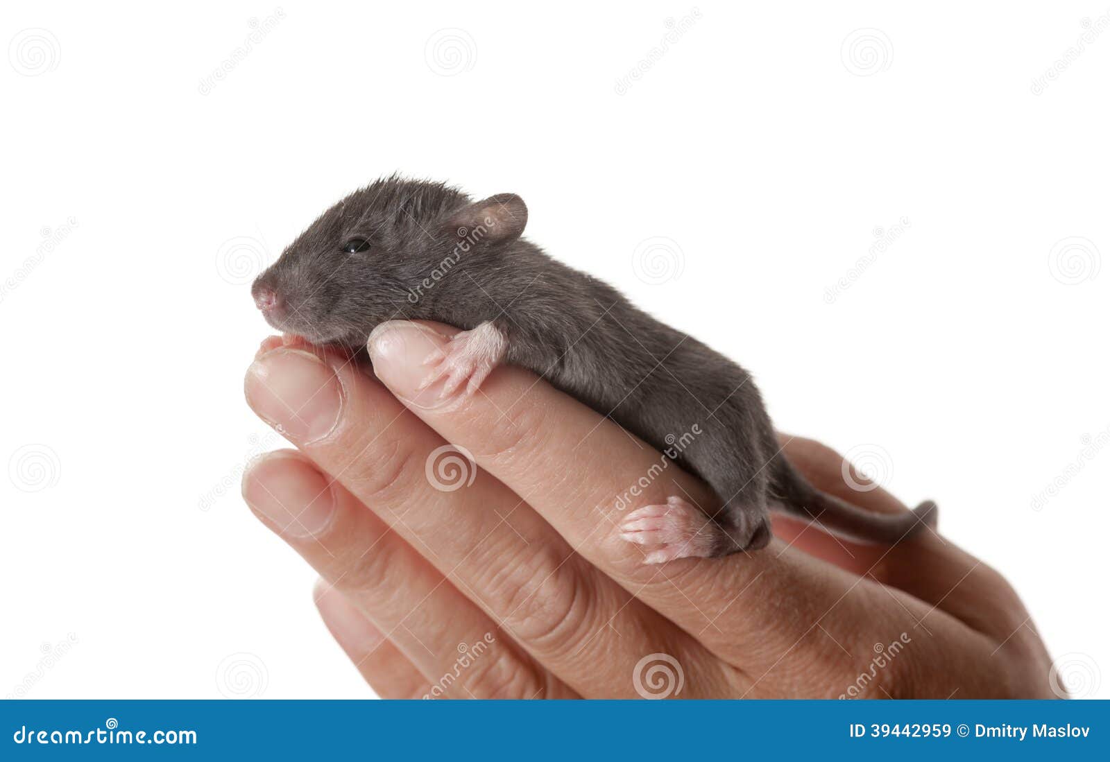 Rat the size of a finger stock image. Image of hand, animals - 39442959