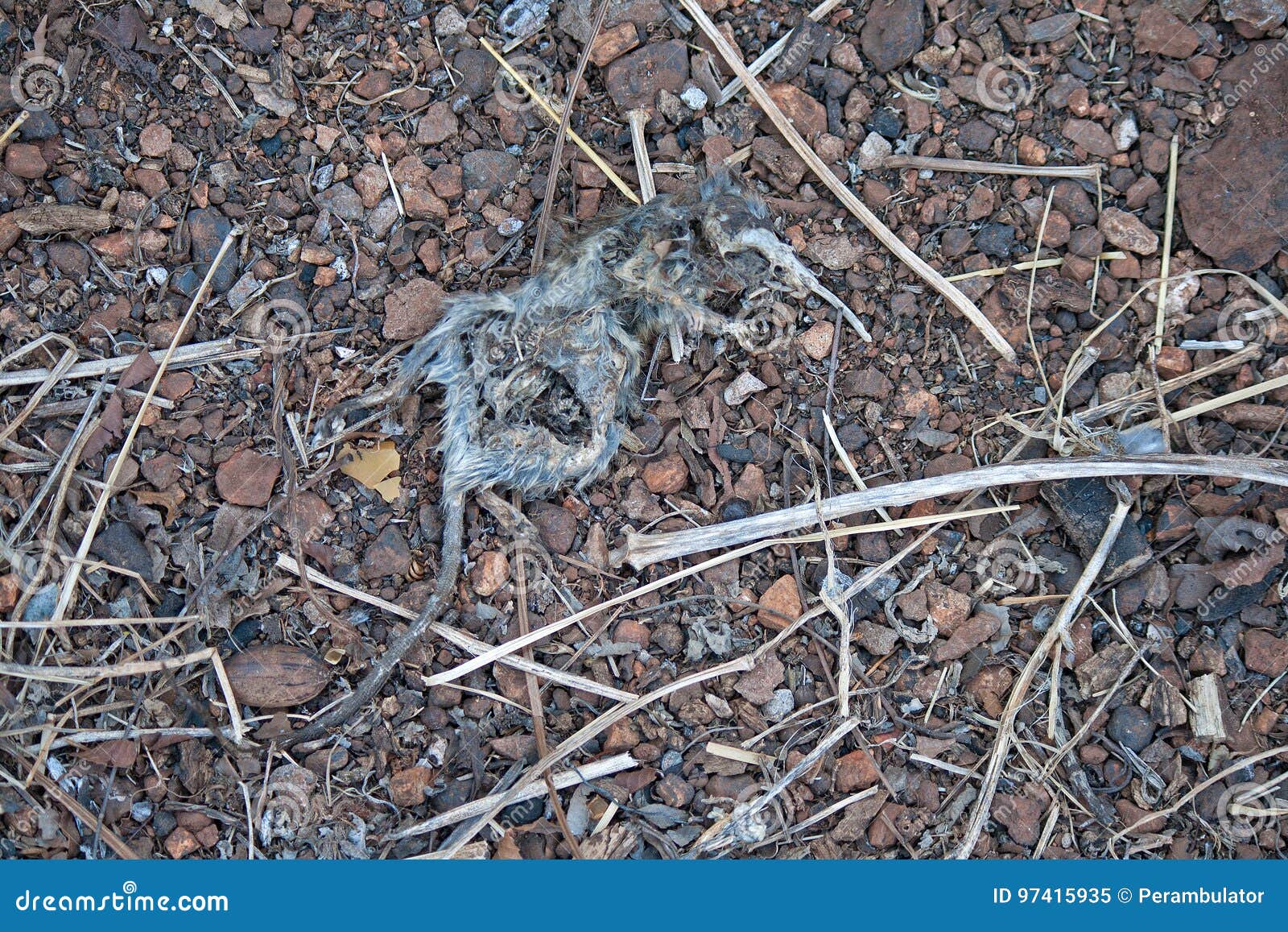 RAT SKELETON stock image. Image of carcass, recycling - 97415935