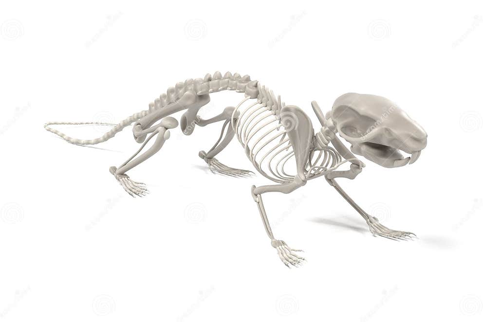 Rat skeleton stock illustration. Illustration of anatomy - 82189188