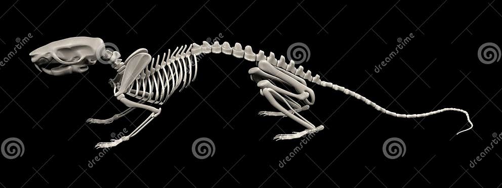 Rat skeleton stock illustration. Illustration of skeletal - 82338058