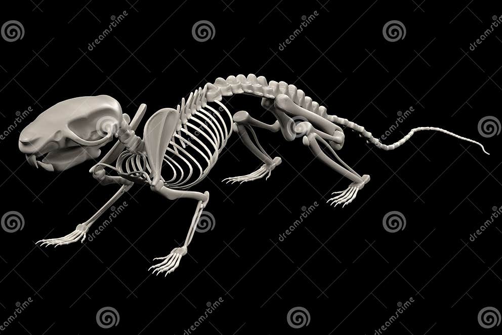 Rat skeleton stock illustration. Illustration of skeletal - 82530778