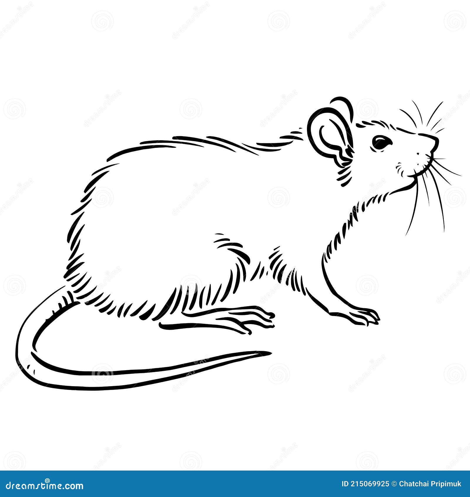 Sketch Image Of Isolated Peeled Banana. Vector | CartoonDealer.com ...