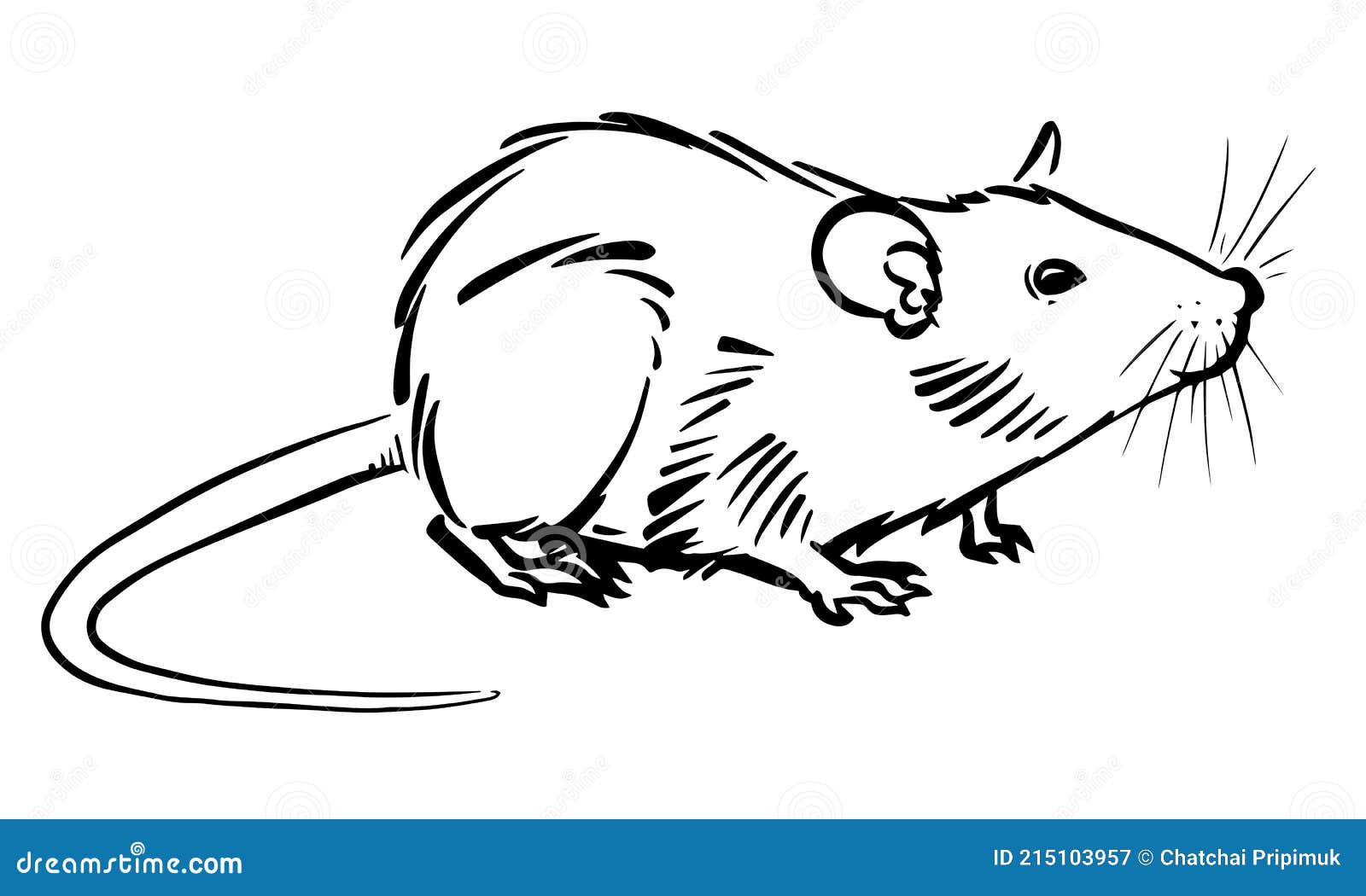 Rat Sketch Image on White Background Stock Vector - Illustration of ...