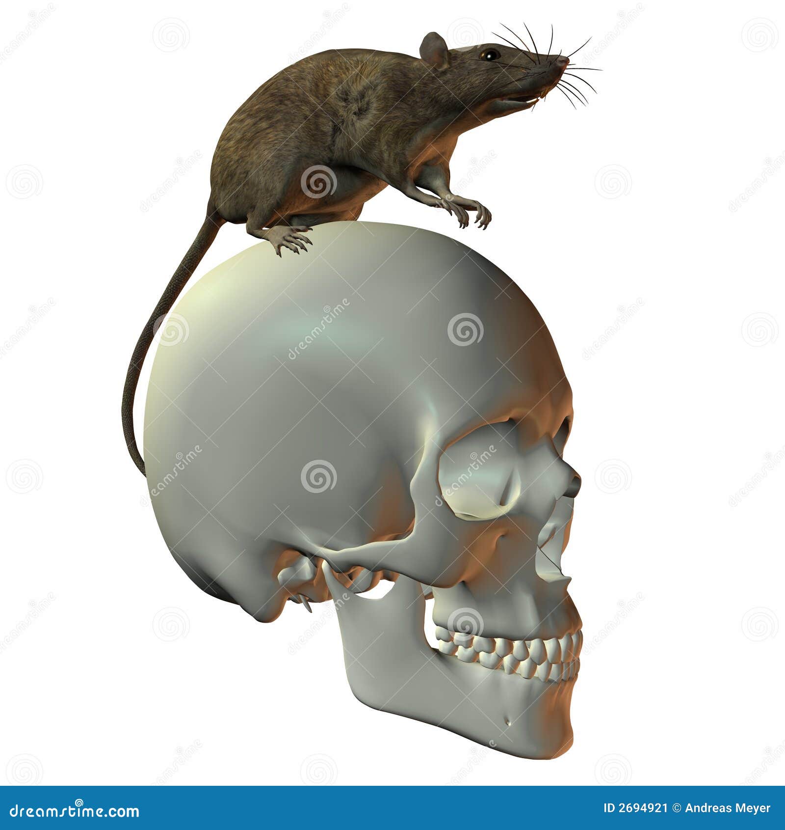 Rat on Skull stock illustration. Illustration of medical - 2694921
