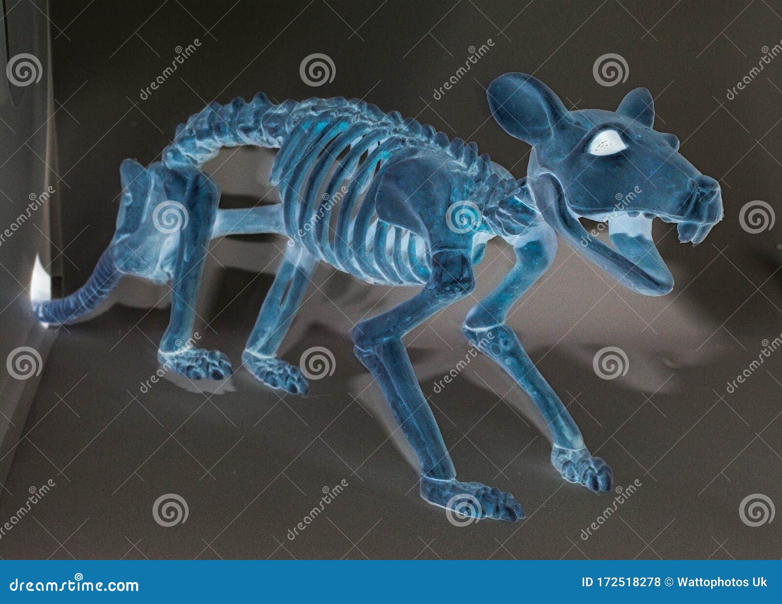 Skeleton Plastic Rat Negative Effect Background Stock Photo - Image of ...