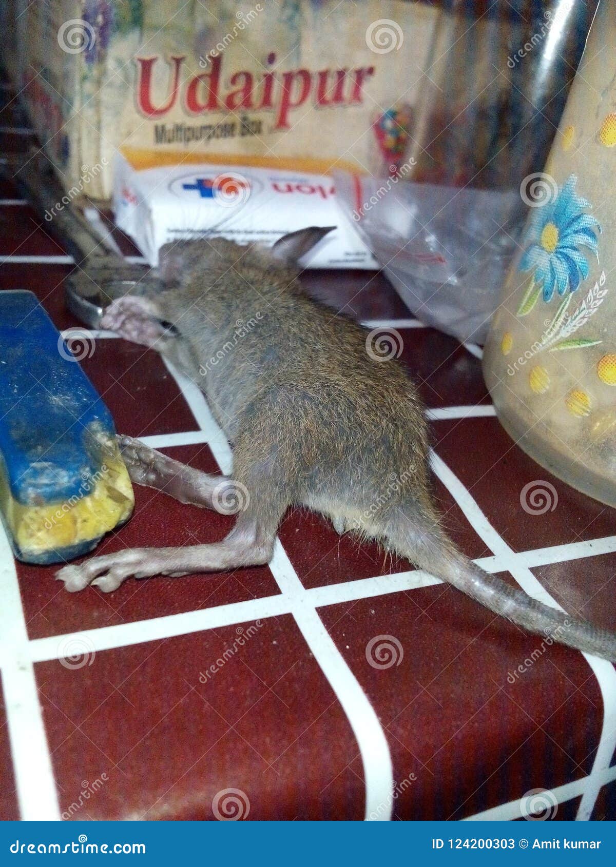 Rat editorial stock photo. Image of shhhhh, animal, sleeping - 124200303