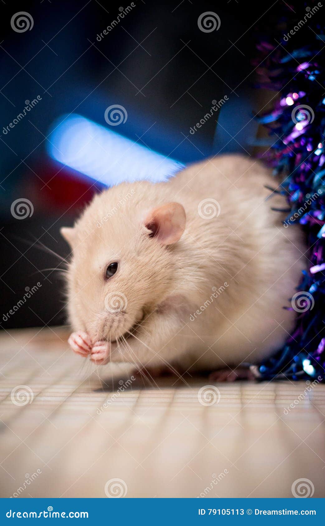 Rat with a sly look stock image. Image of rodents, nursling - 79105113