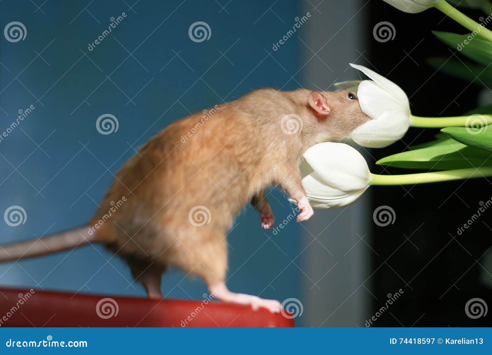A rat smelling a tulip stock image. Image of animals - 74418597