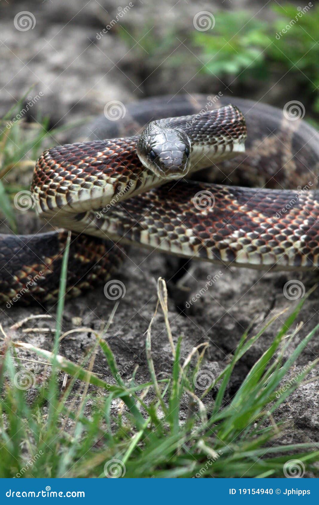 Phase Rat Snake Stock Photos - Free & Royalty-Free Stock Photos from ...