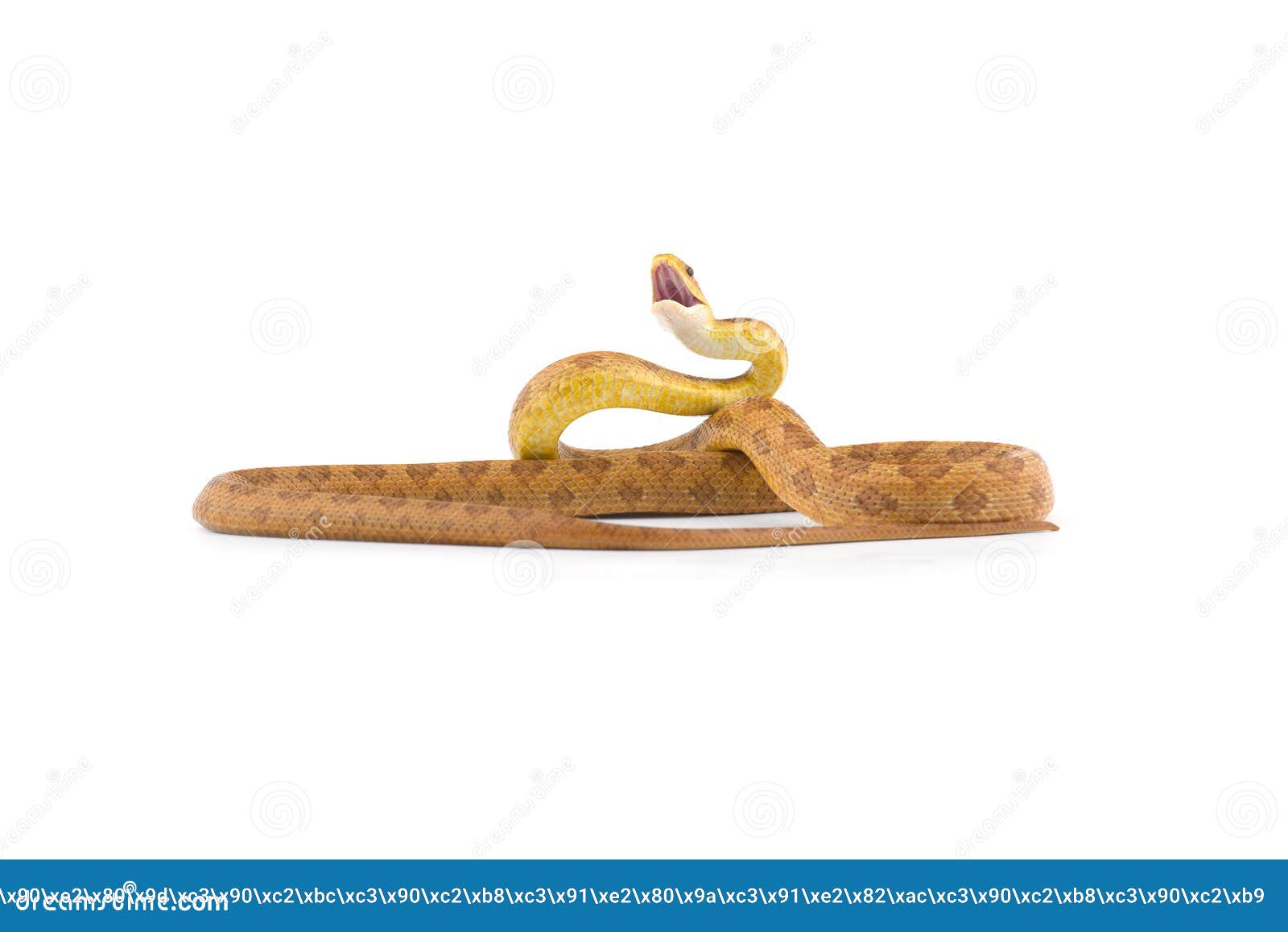 Rat Snake Attack Pose Isolated on White Background Stock Photo - Image ...