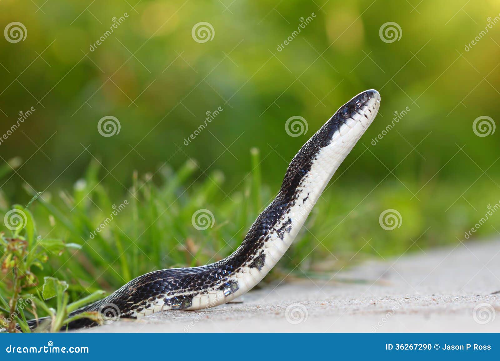 Rat Snake (Elaphe Obsoleta) Stock Photo - Image of herp, carlyle: 36267290