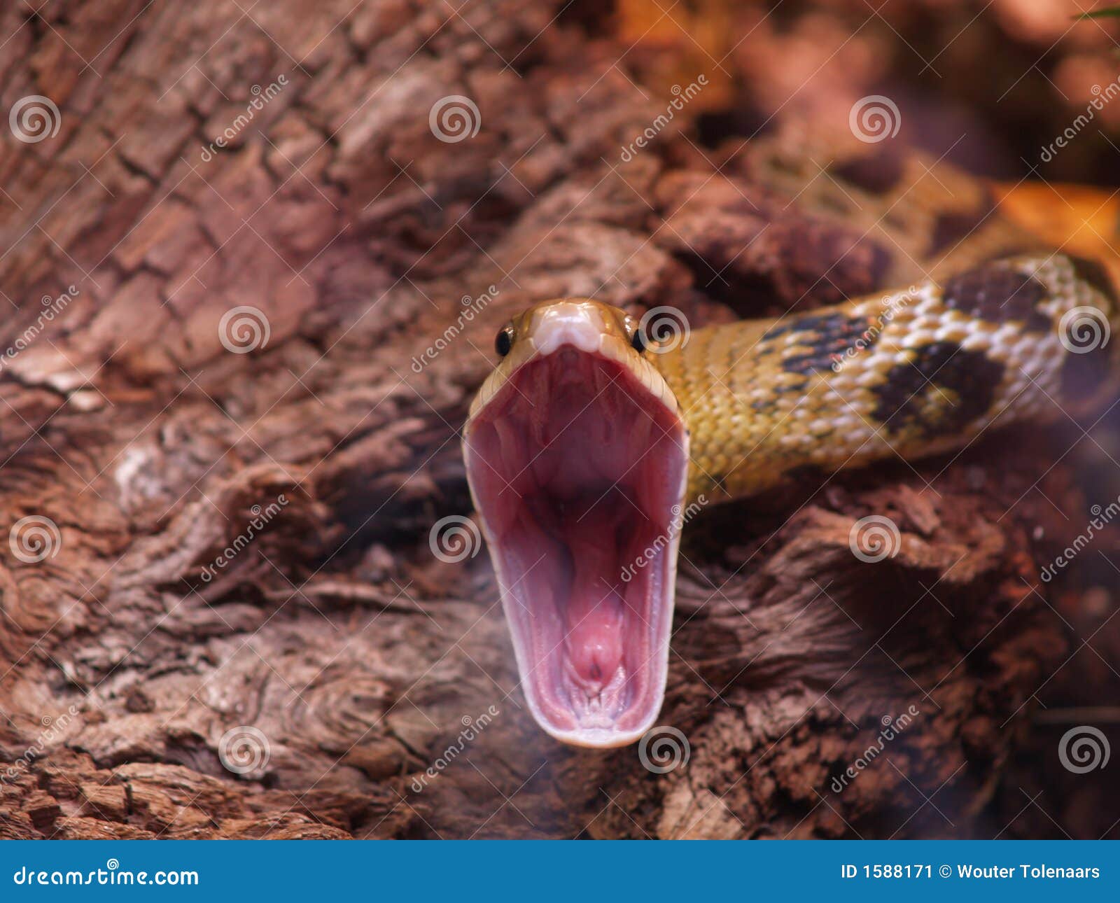 Rat Snake (Elaphe Taeniura) Stock Image - Image of diurnal, ratsnake ...