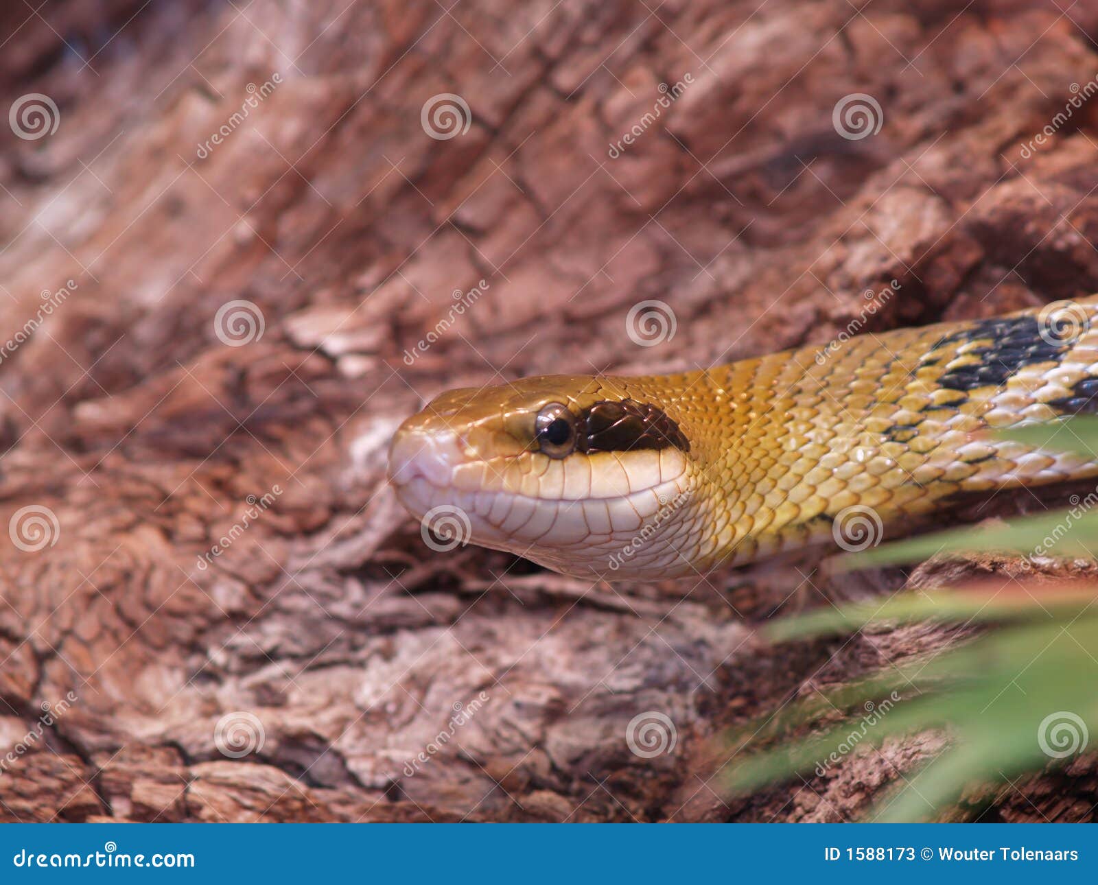 Rat Snake (Elaphe Taeniura) Stock Image - Image of warm, cold: 1588173