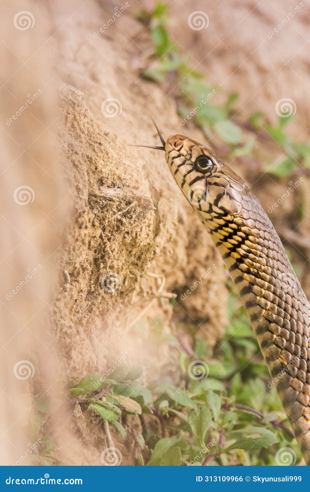 Rat snake on the hunt stock photo. Image of insect, soil - 313109966
