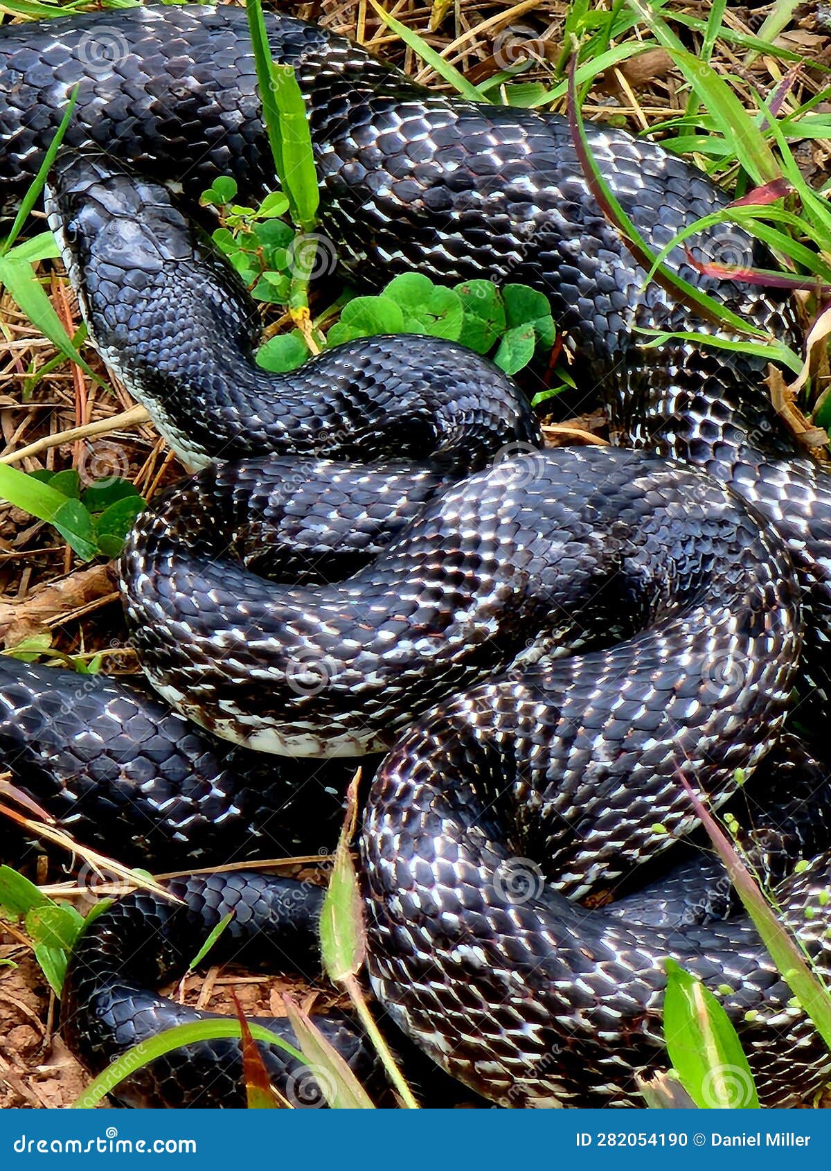 Rat Snake Nature Art Forest Stock Photo - Image of snake, forest: 282054190