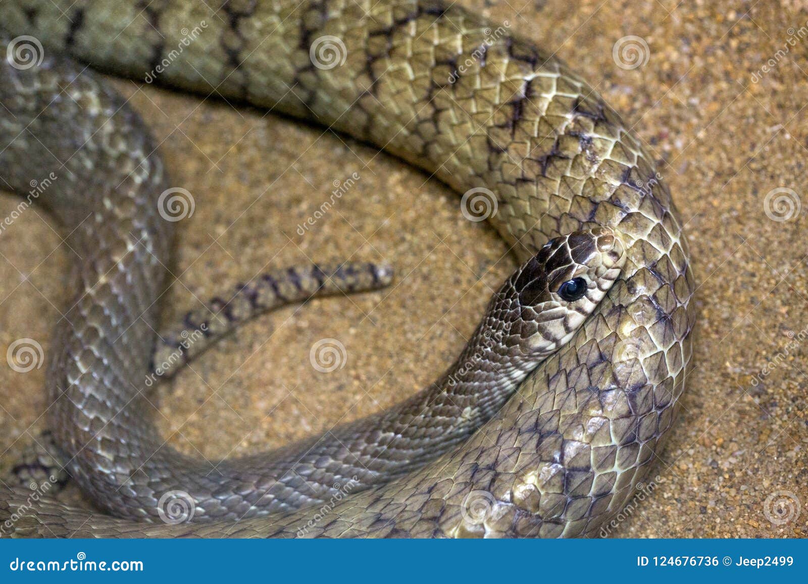 Oriental Rat Snake on the Sand. Stock Photo - Image of desert, natural ...