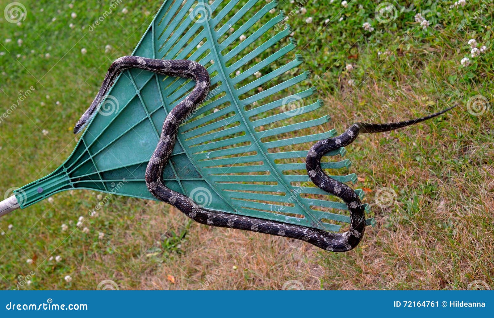 Rat snake on a rake stock image. Image of snake, colubrinae - 72164761