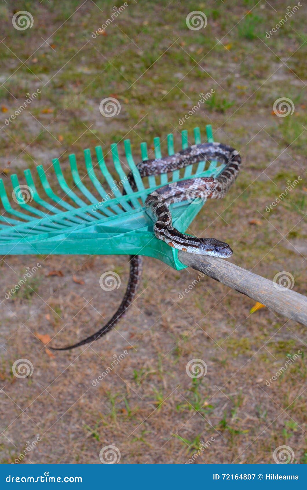 Rat snake on a rake stock image. Image of outdoor, outside - 72164807