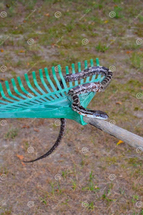 Rat snake on a rake stock image. Image of outdoor, outside - 72164807